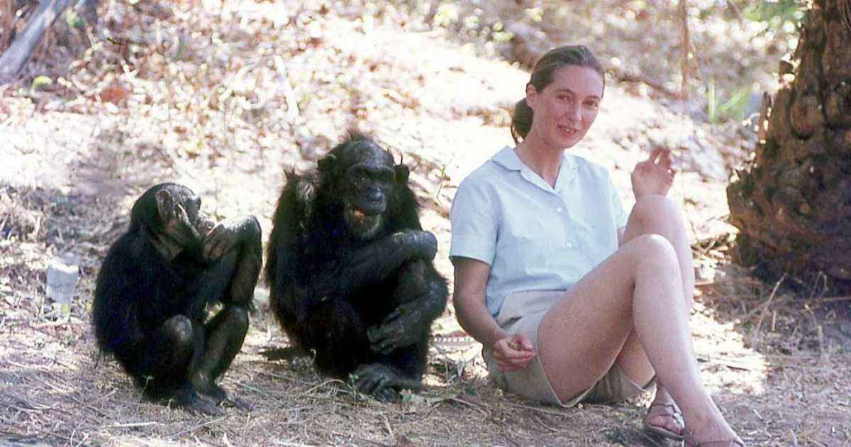 The Unbreakable Bond: The Story Behind an Iconic Human-Chimp Photo